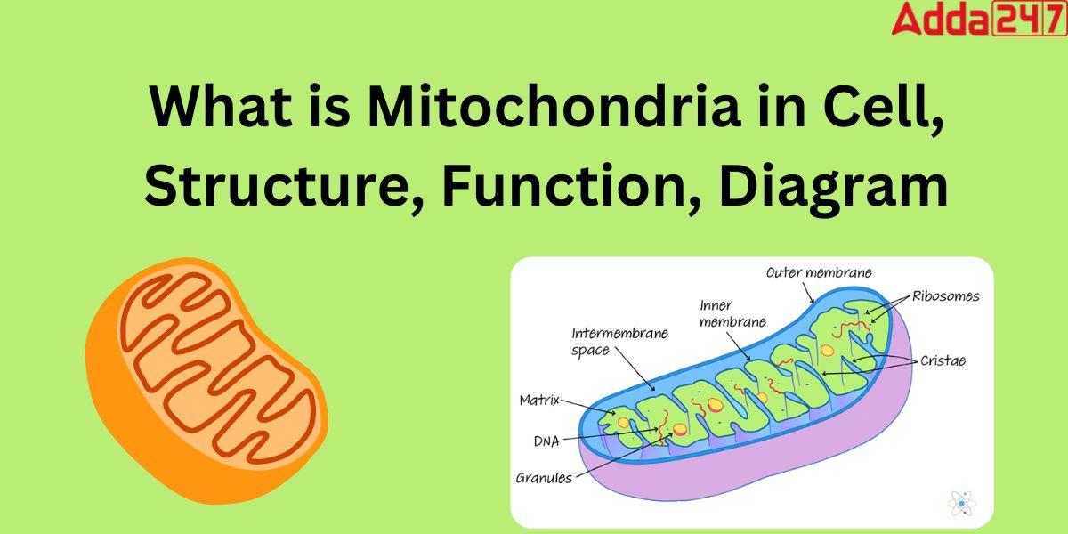 Mitochondria Diagram Function Structure For Class 9