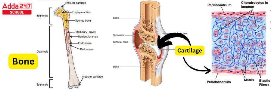 Difference Between Bone and Cartilage with Examples Difference Between Bone and Cartilage with Examples