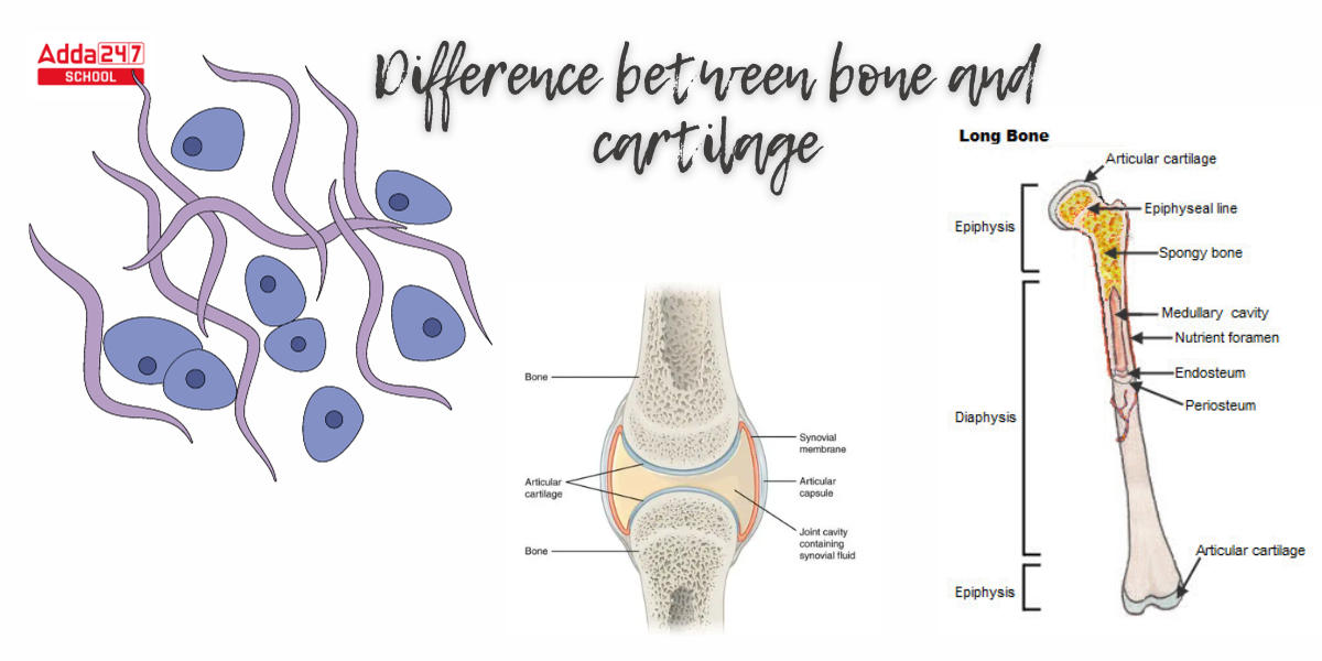 Difference Between Bone and Cartilage with Examples Difference Between Bone and Cartilage with Examples
