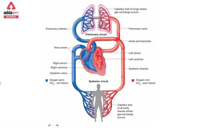 Pulmonary Systemic Circulation Anatomy Poster | ubicaciondepersonas ... Pulmonary Systemic Circulation Anatomy Poster | ubicaciondepersonas ...