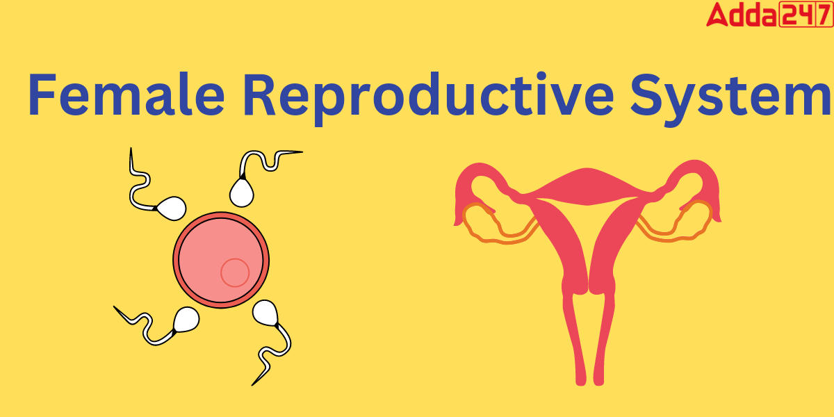 Female Reproductive System Parts And Functions And Diagram
