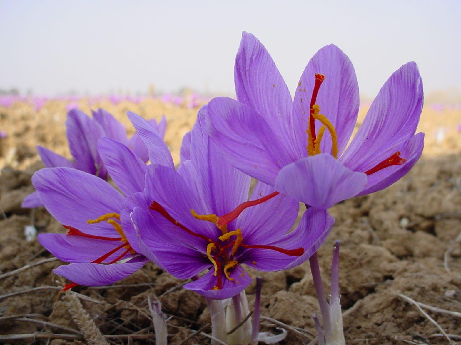 Kashmir saffron gets GI tag by Geographical Indications Registry