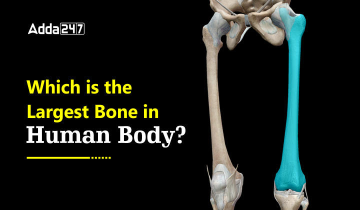 Largest Bone In Human Body