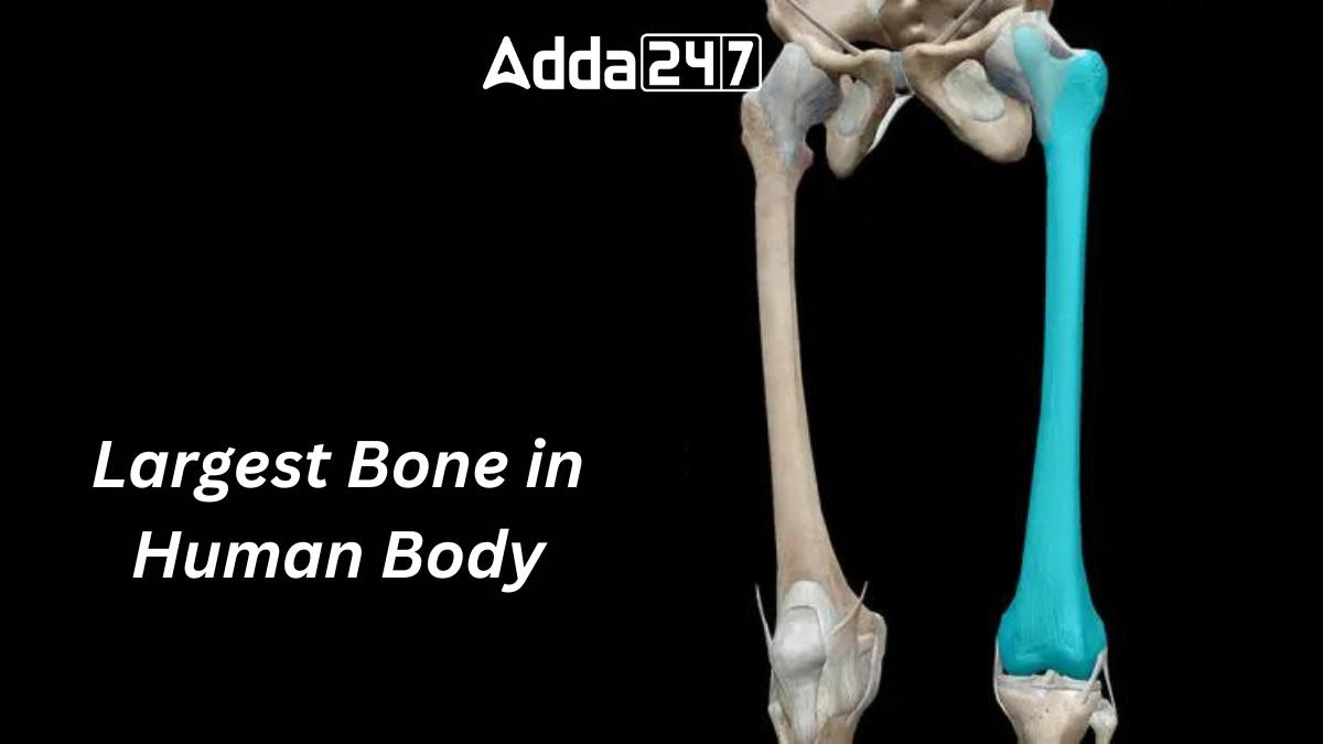 Largest Bone in Human Body, List of Top-10 Largest Bones
