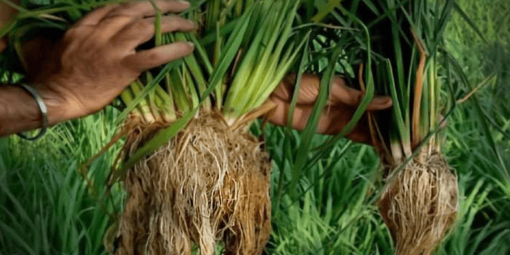 Difference Between Tap Root and Fibrous Roots Difference Between Tap Root and Fibrous Roots